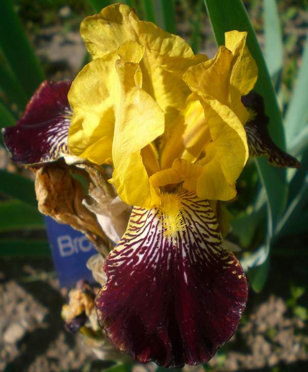 Brenneter Irisgarten Historische Iris Und Ihre Züchter Goss Koenemann